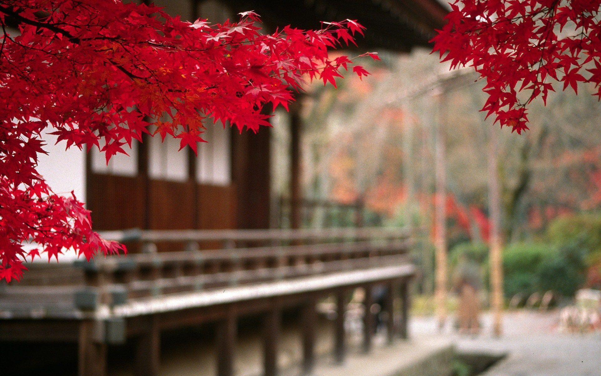 Japan Red Wallpapers - Top Free Japan Red Backgrounds - WallpaperAccess