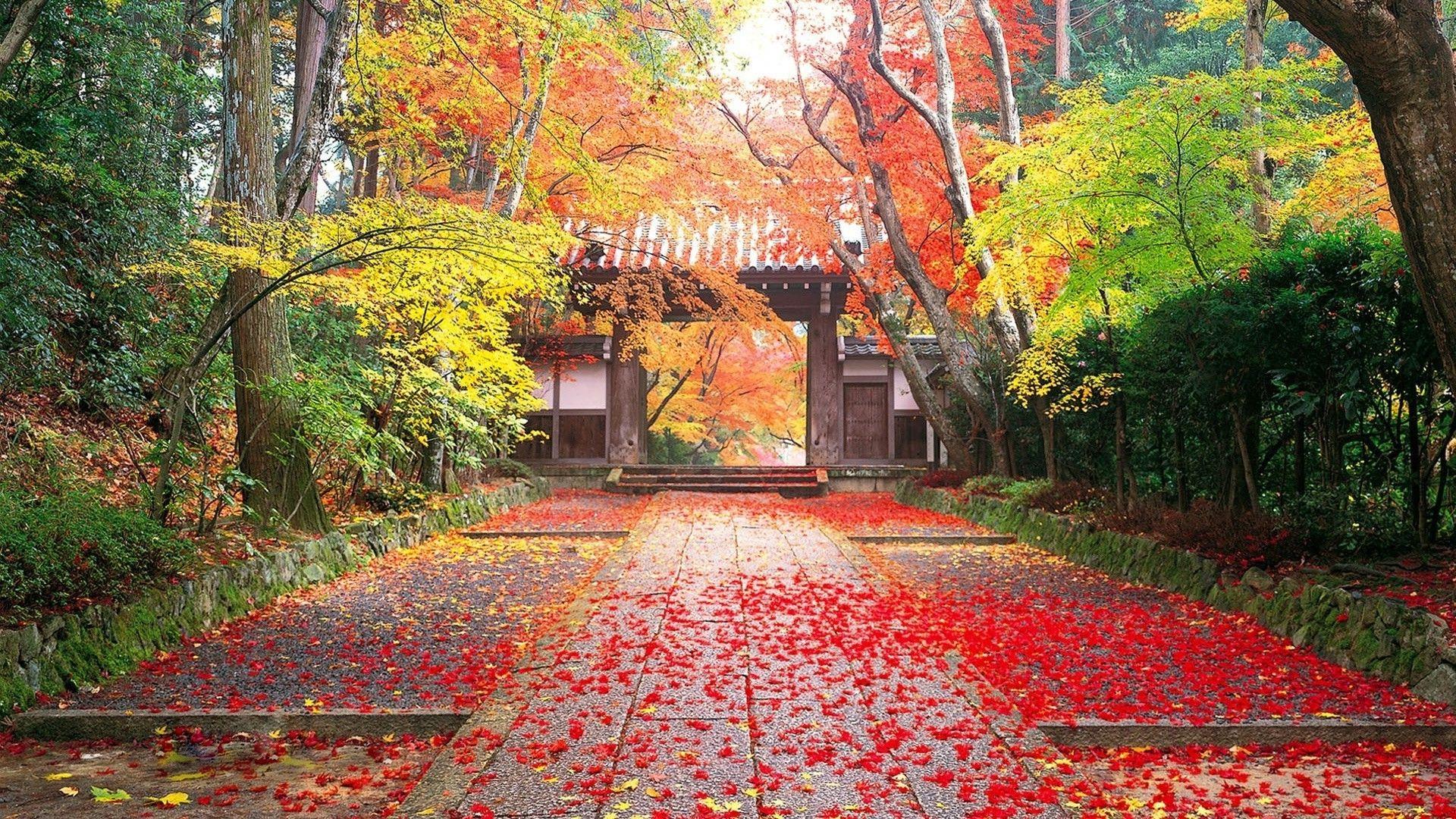 Japan Fall Wallpapers - Top Free Japan Fall Backgrounds - WallpaperAccess