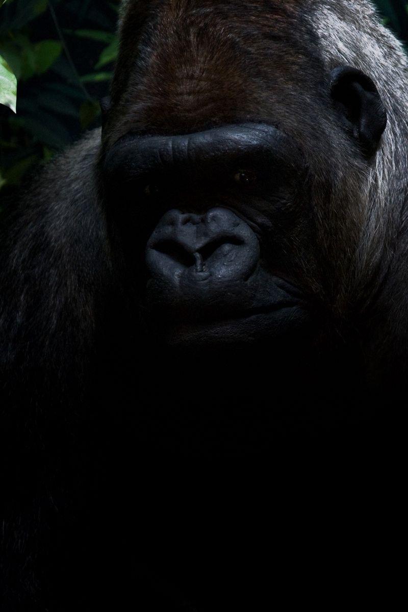 Gorilla iPhone Wallpapers - Top Free Gorilla iPhone Backgrounds ...