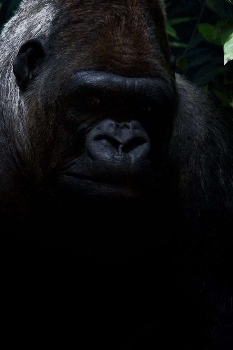 Gorilla iPhone Wallpapers - Top Free Gorilla iPhone Backgrounds ...