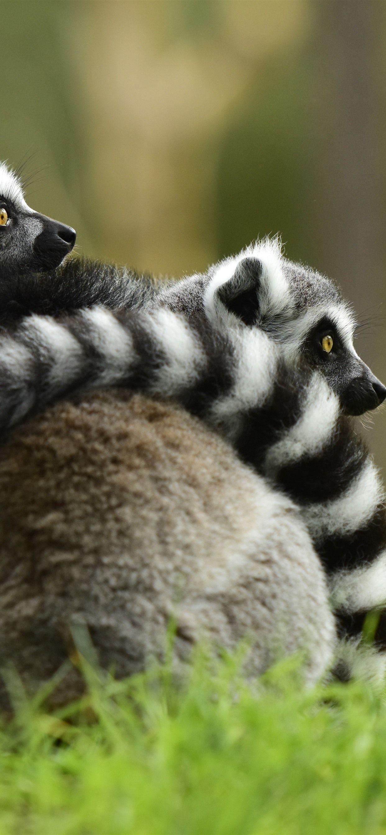 Cute Lemur Wallpapers - Top Free Cute Lemur Backgrounds - WallpaperAccess
