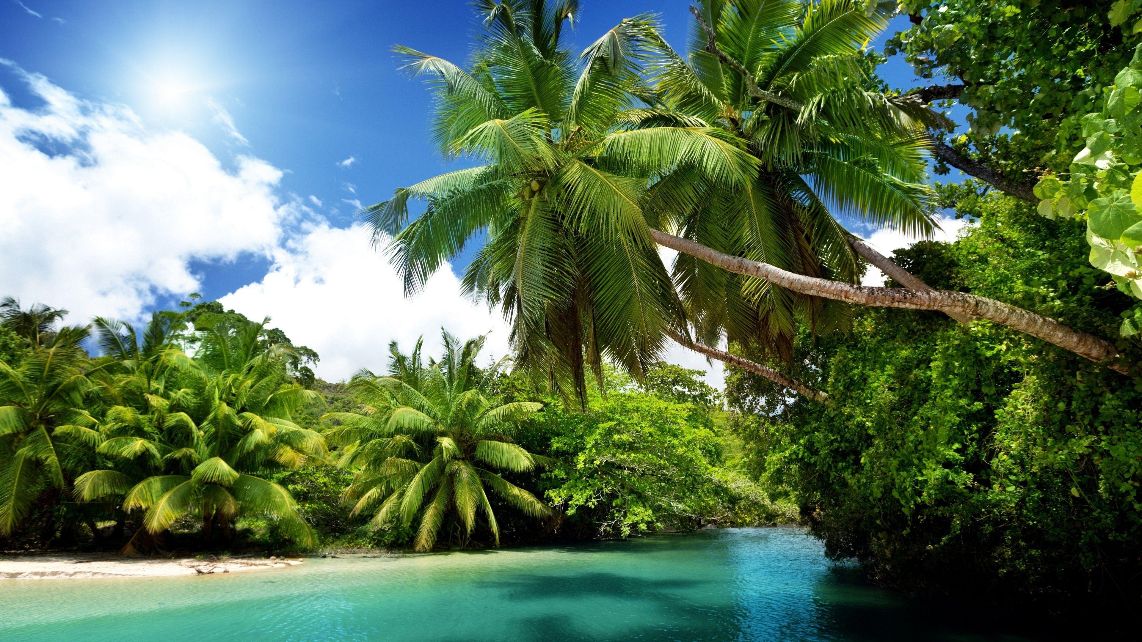 4K Tropical Wallpapers - Top Free 4K Tropical Backgrounds - WallpaperAccess