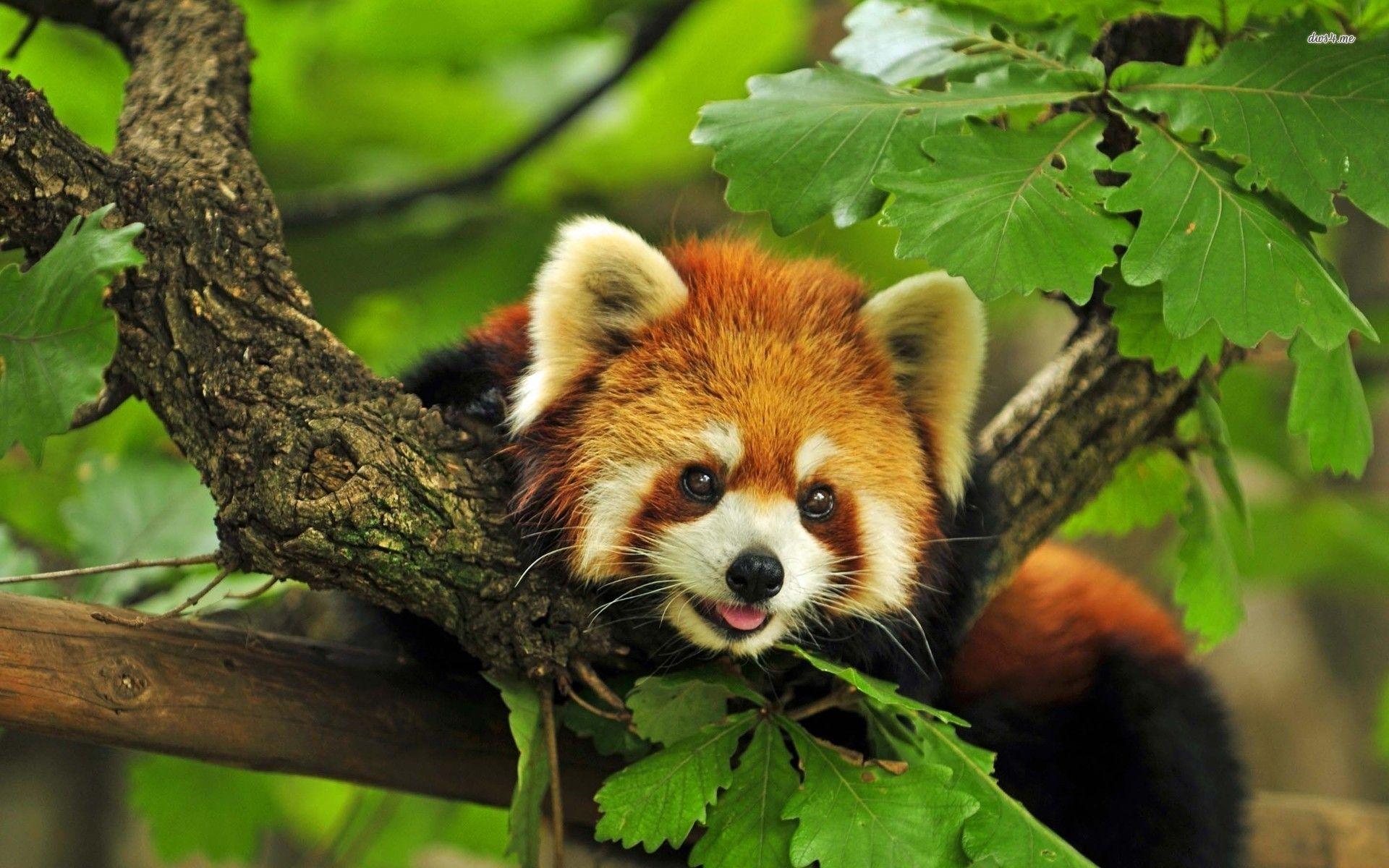 Cool Red Panda Wallpapers - Top Free Cool Red Panda Backgrounds ...
