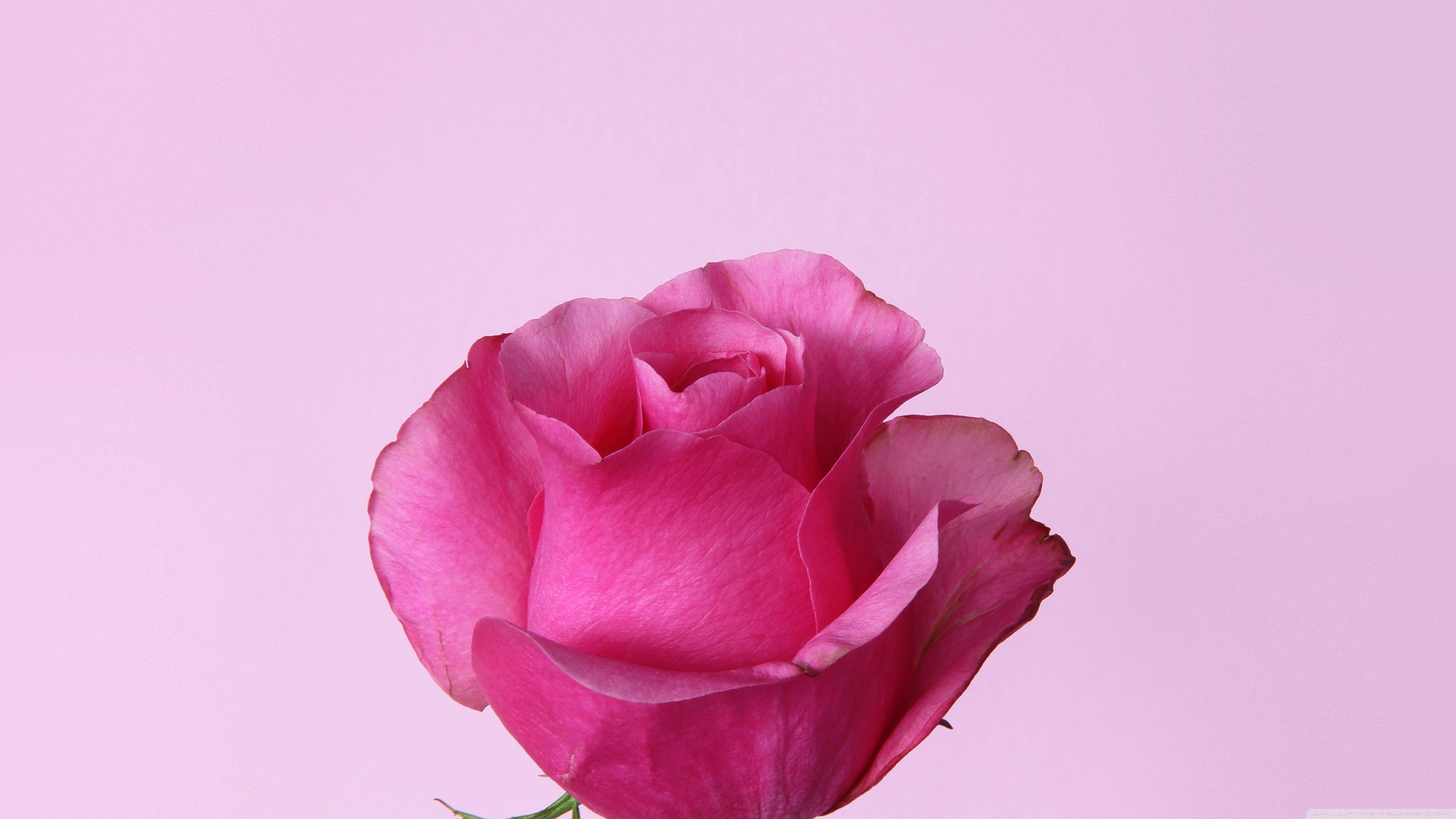 Pink Rose Desktop Wallpapers - Top Free Pink Rose Desktop Backgrounds ...