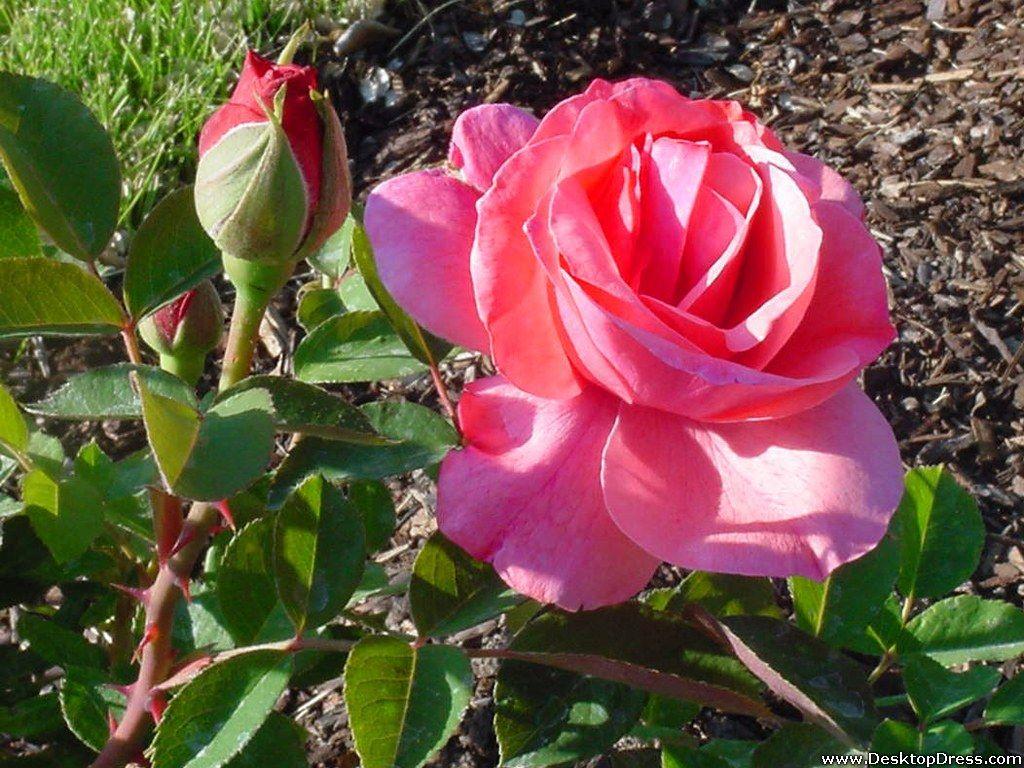 Pink Rose Desktop Wallpapers - Top Free Pink Rose Desktop Backgrounds ...