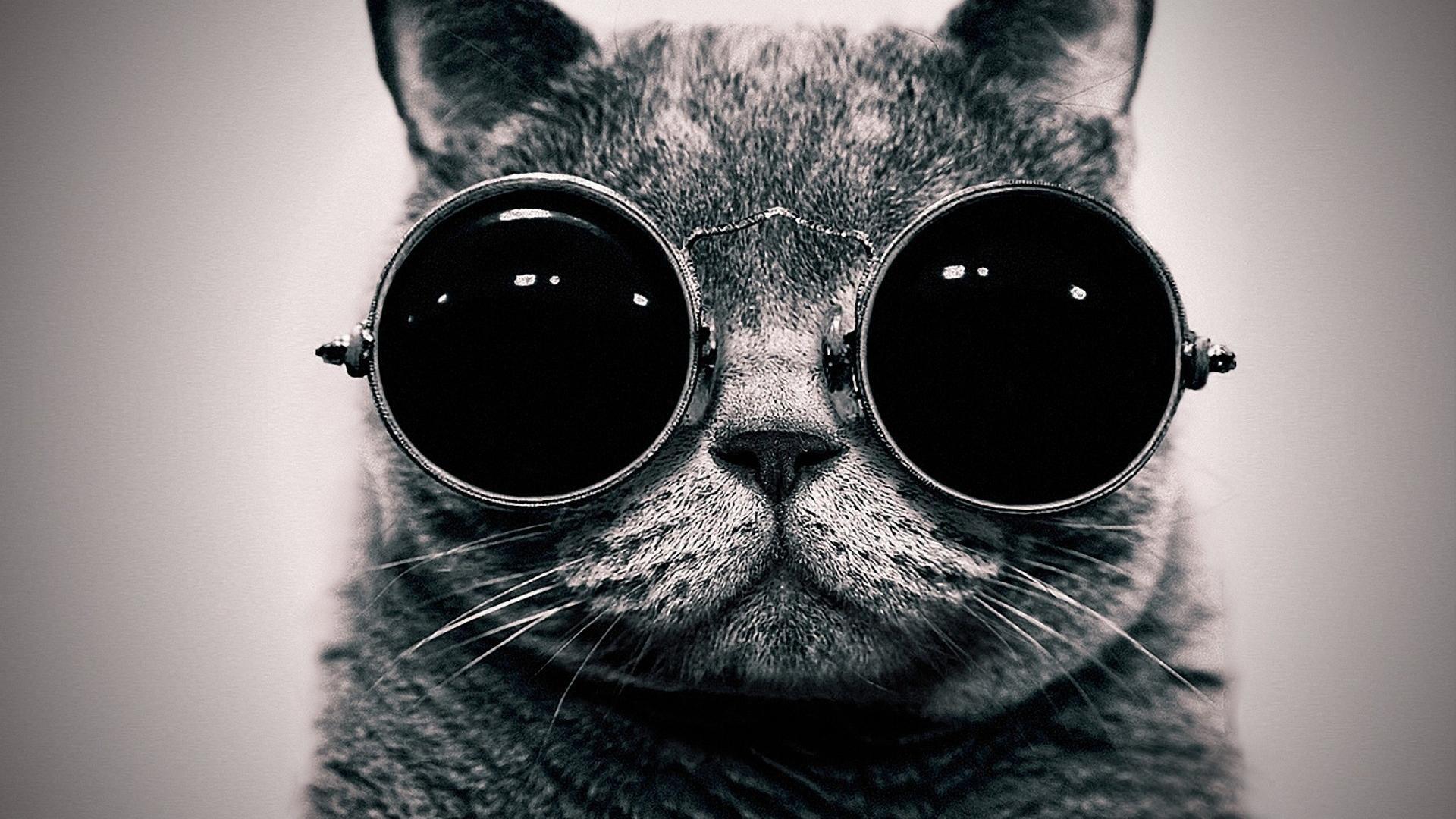 Hippie Cat Wallpapers - Top Free Hippie Cat Backgrounds - WallpaperAccess
