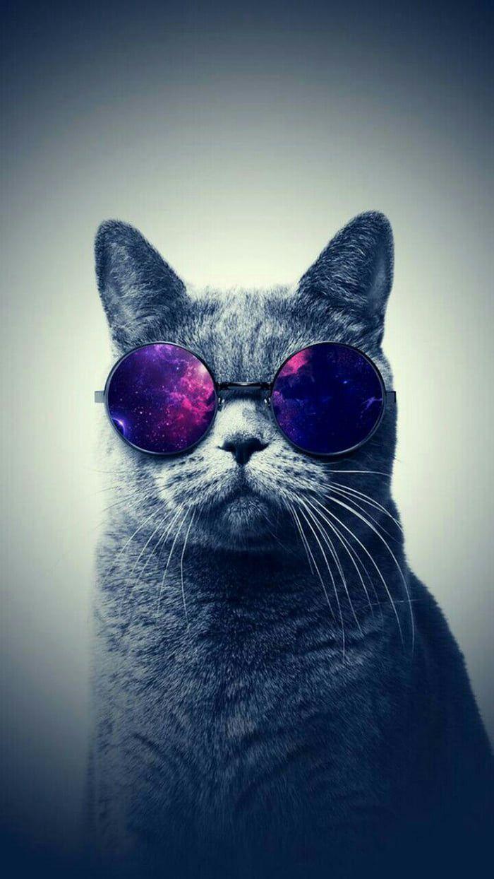 Hippie Cat Wallpapers - Top Free Hippie Cat Backgrounds - WallpaperAccess