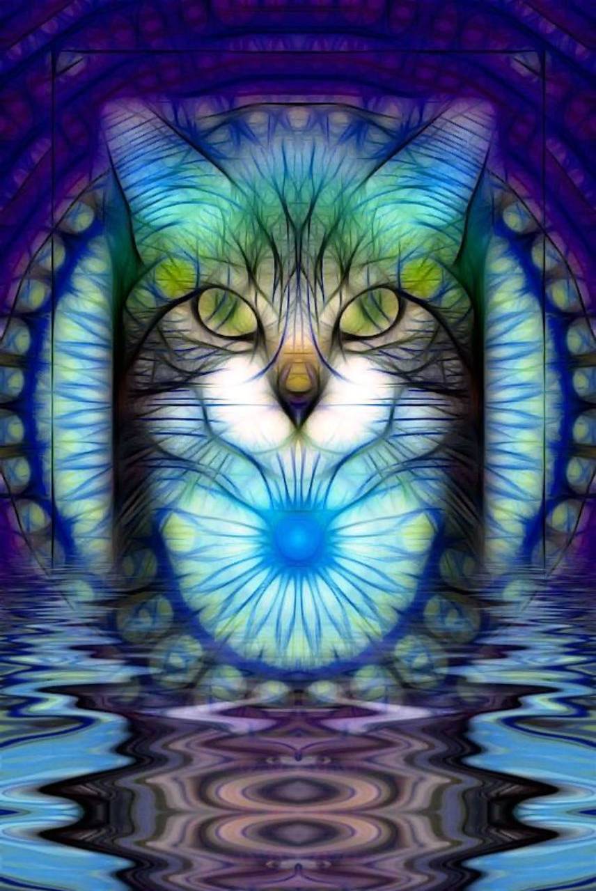 Hippie Cat Wallpapers - Top Free Hippie Cat Backgrounds - WallpaperAccess