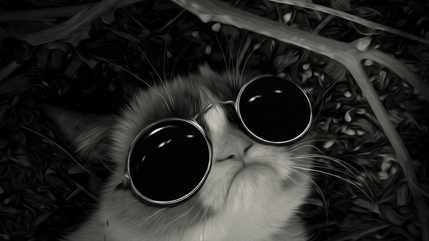 Hippie Cat Wallpapers - Top Free Hippie Cat Backgrounds - WallpaperAccess