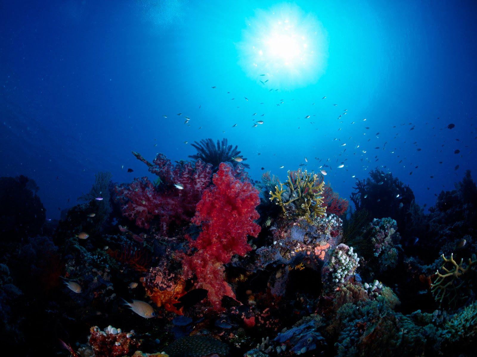 Deep Sea HD Wallpapers - Top Free Deep Sea HD Backgrounds - WallpaperAccess