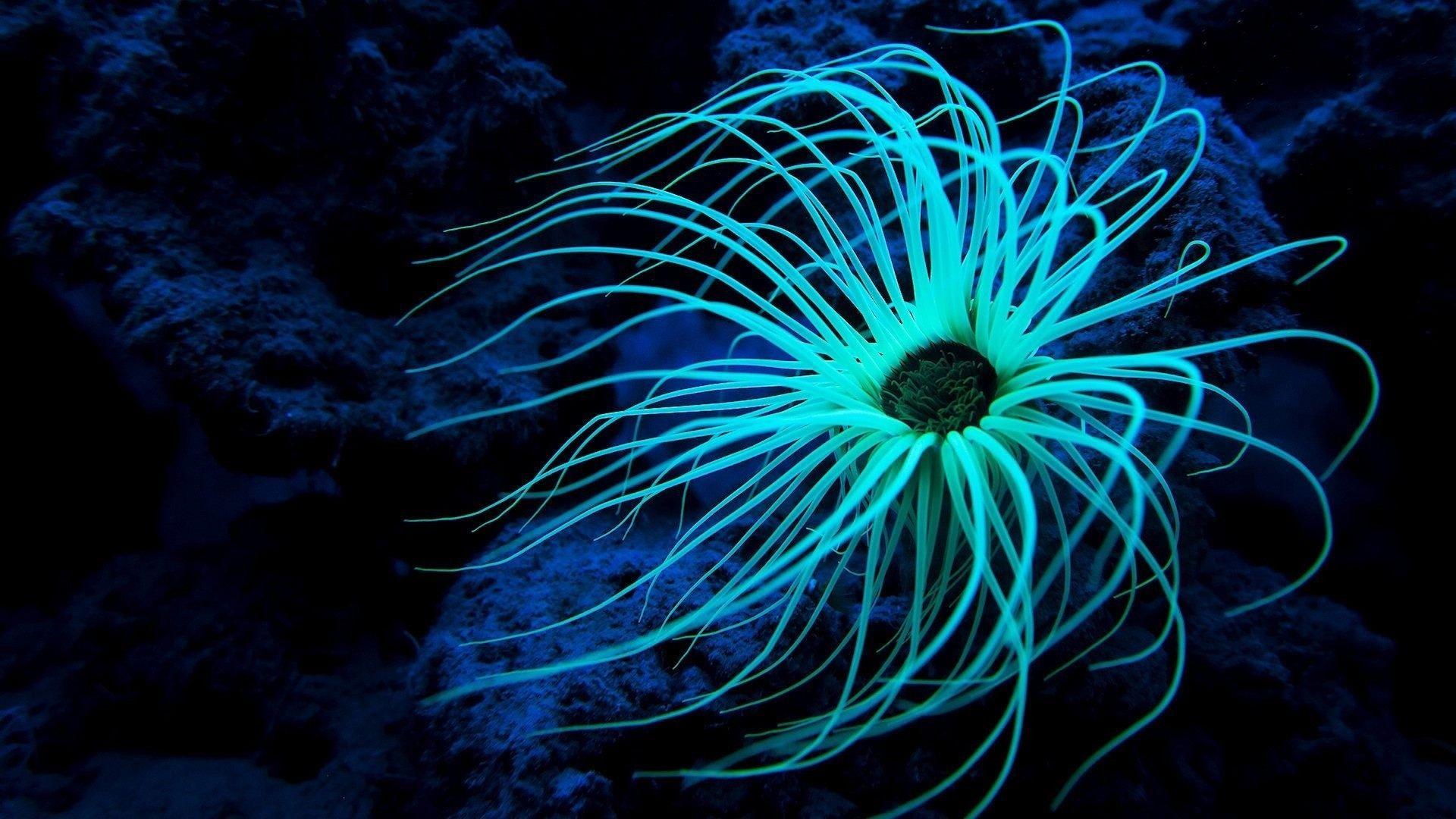 Deep Sea HD Wallpapers - Top Free Deep Sea HD Backgrounds - WallpaperAccess