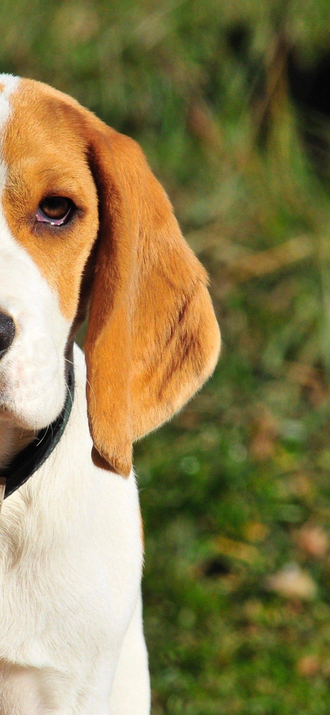 Beagle iPhone Wallpapers - Top Free Beagle iPhone Backgrounds ...