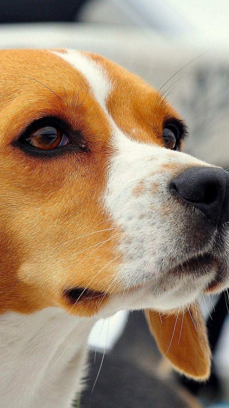 Beagle iPhone Wallpapers - Top Free Beagle iPhone Backgrounds ...