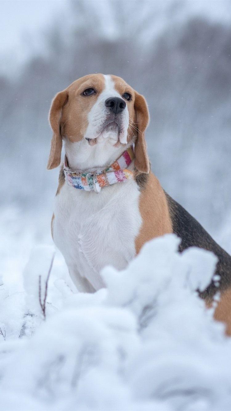 Beagle iPhone Wallpapers - Top Free Beagle iPhone Backgrounds ...