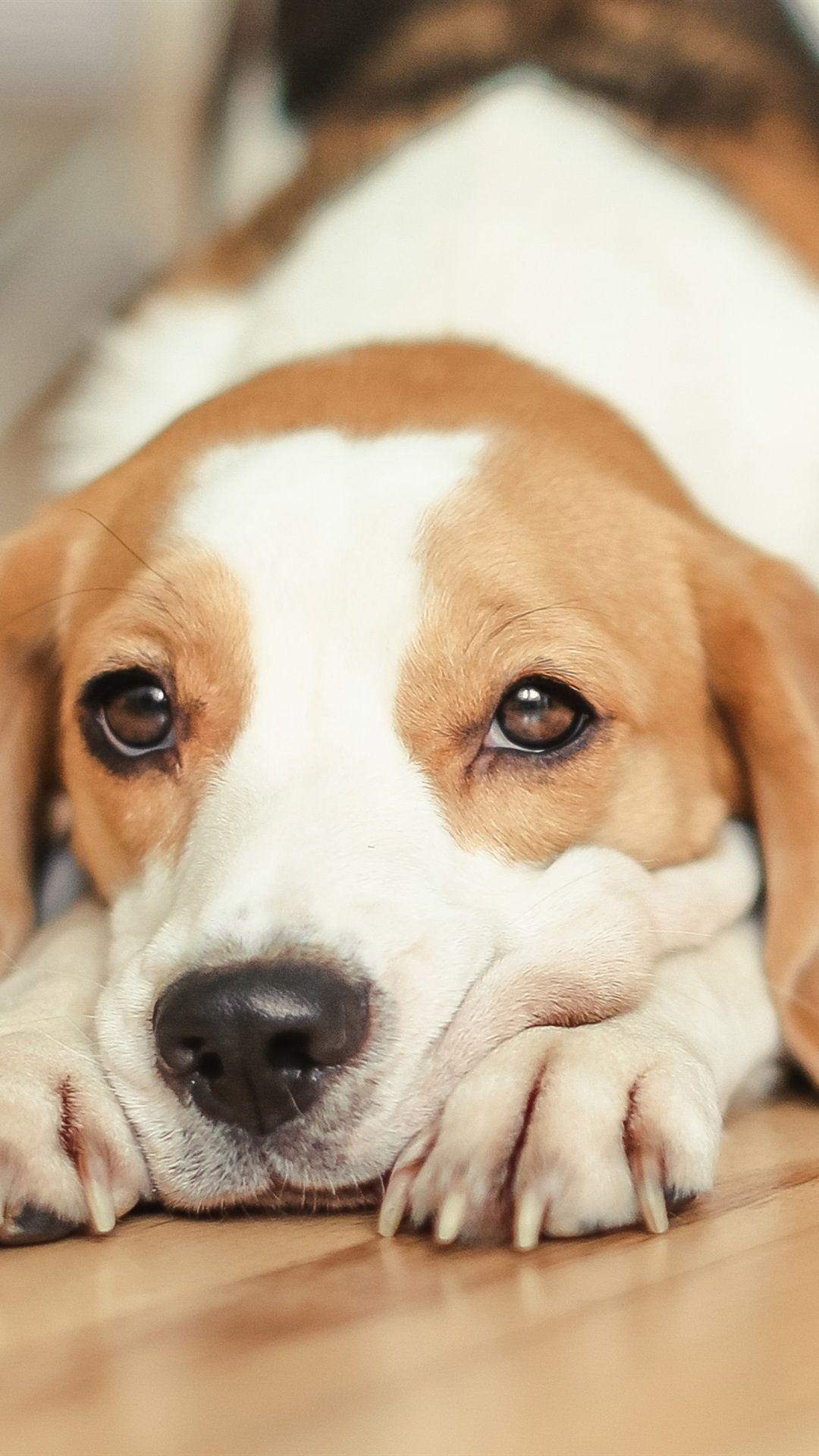 Beagle iPhone Wallpapers - Top Free Beagle iPhone Backgrounds ...
