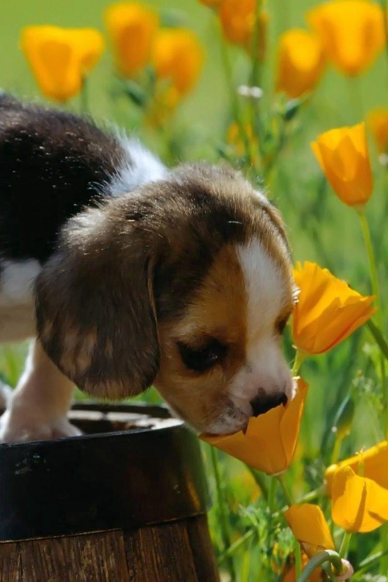 Beagle iPhone Wallpapers - Top Free Beagle iPhone Backgrounds ...