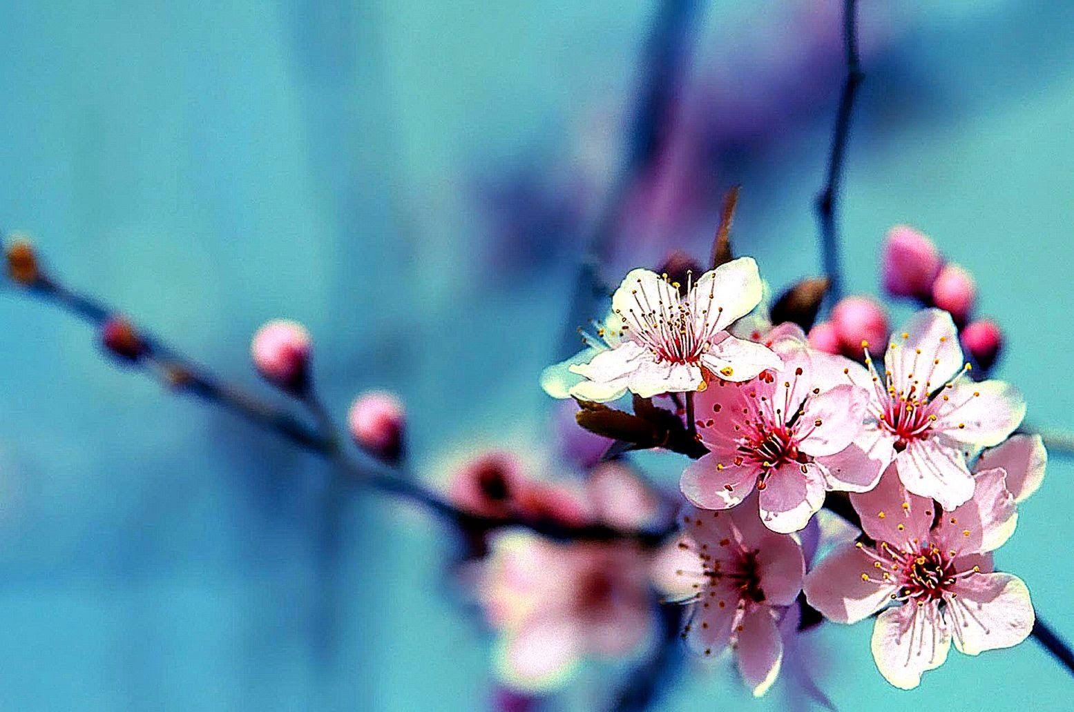 May Flowers Wallpapers - Top Free May Flowers Backgrounds - WallpaperAccess