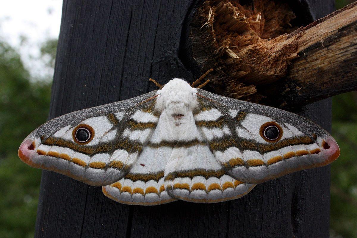Moth Wallpapers - Top Free Moth Backgrounds - WallpaperAccess