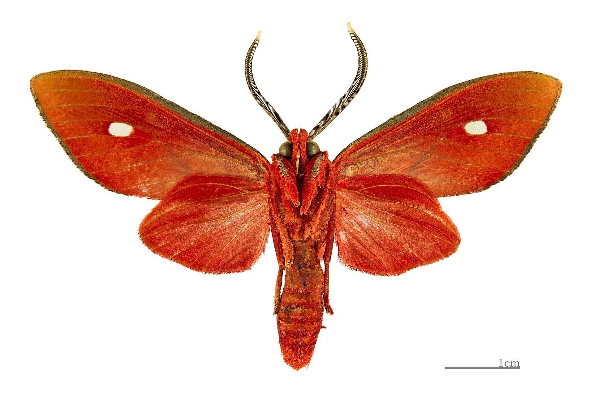 Moth Wallpapers - Top Free Moth Backgrounds - WallpaperAccess