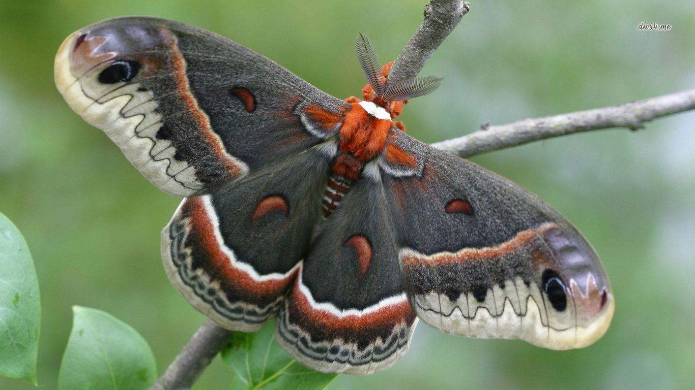 Moth Wallpapers - Top Free Moth Backgrounds - WallpaperAccess