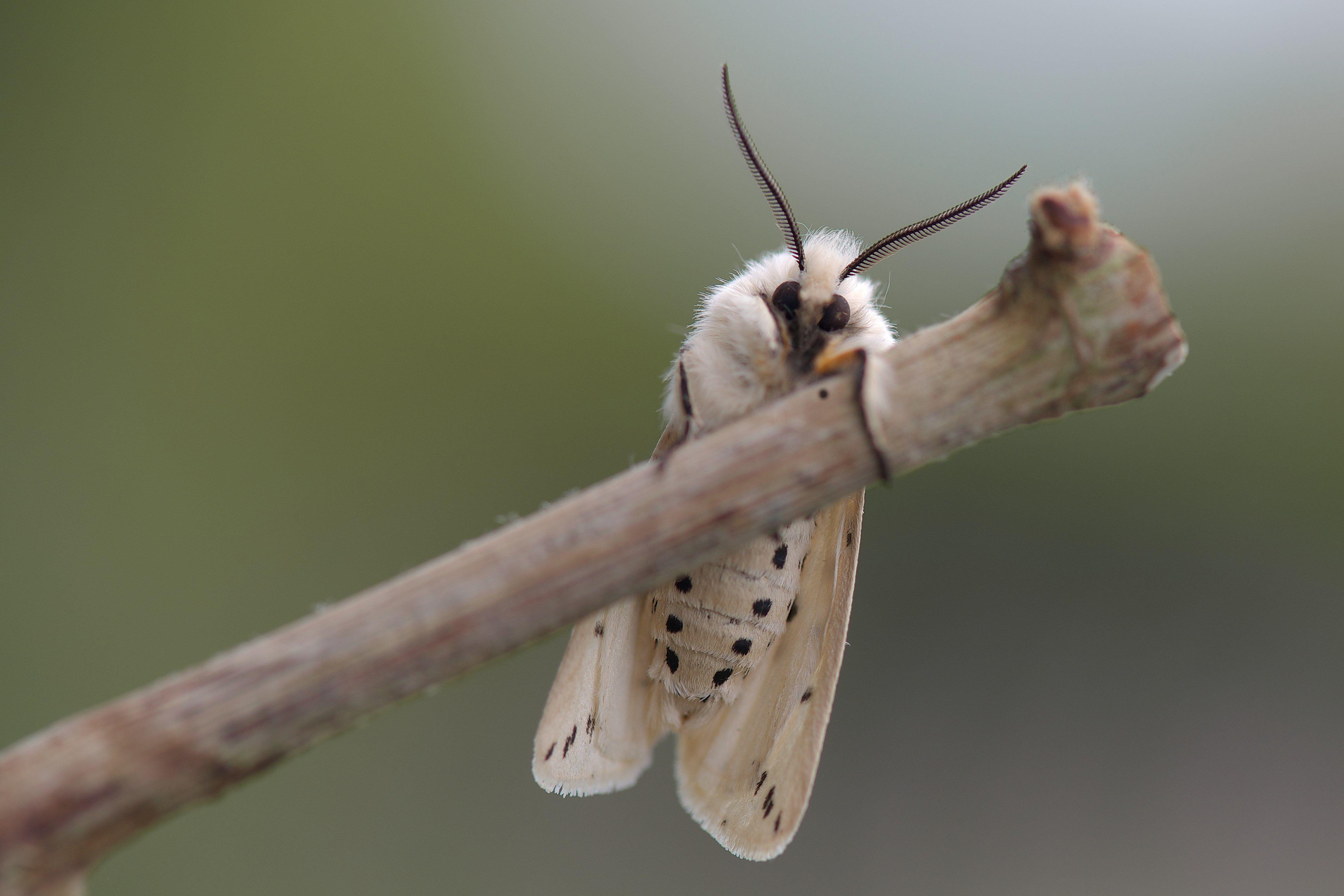 Moth Wallpapers - Top Free Moth Backgrounds - WallpaperAccess