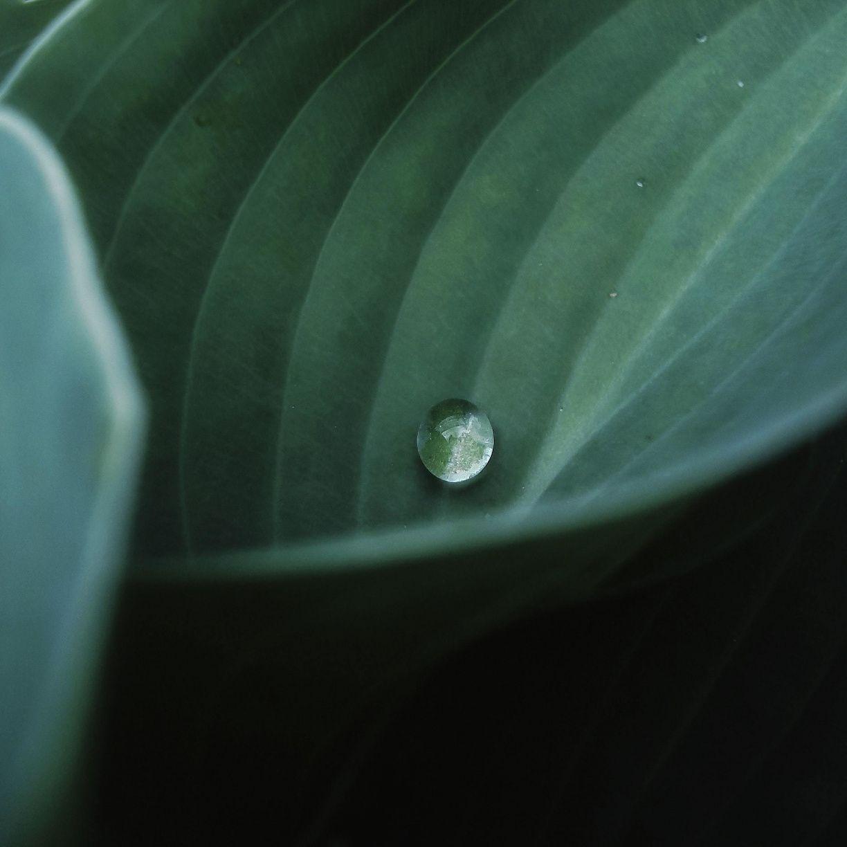 Single Leaf Wallpapers - Top Free Single Leaf Backgrounds - WallpaperAccess