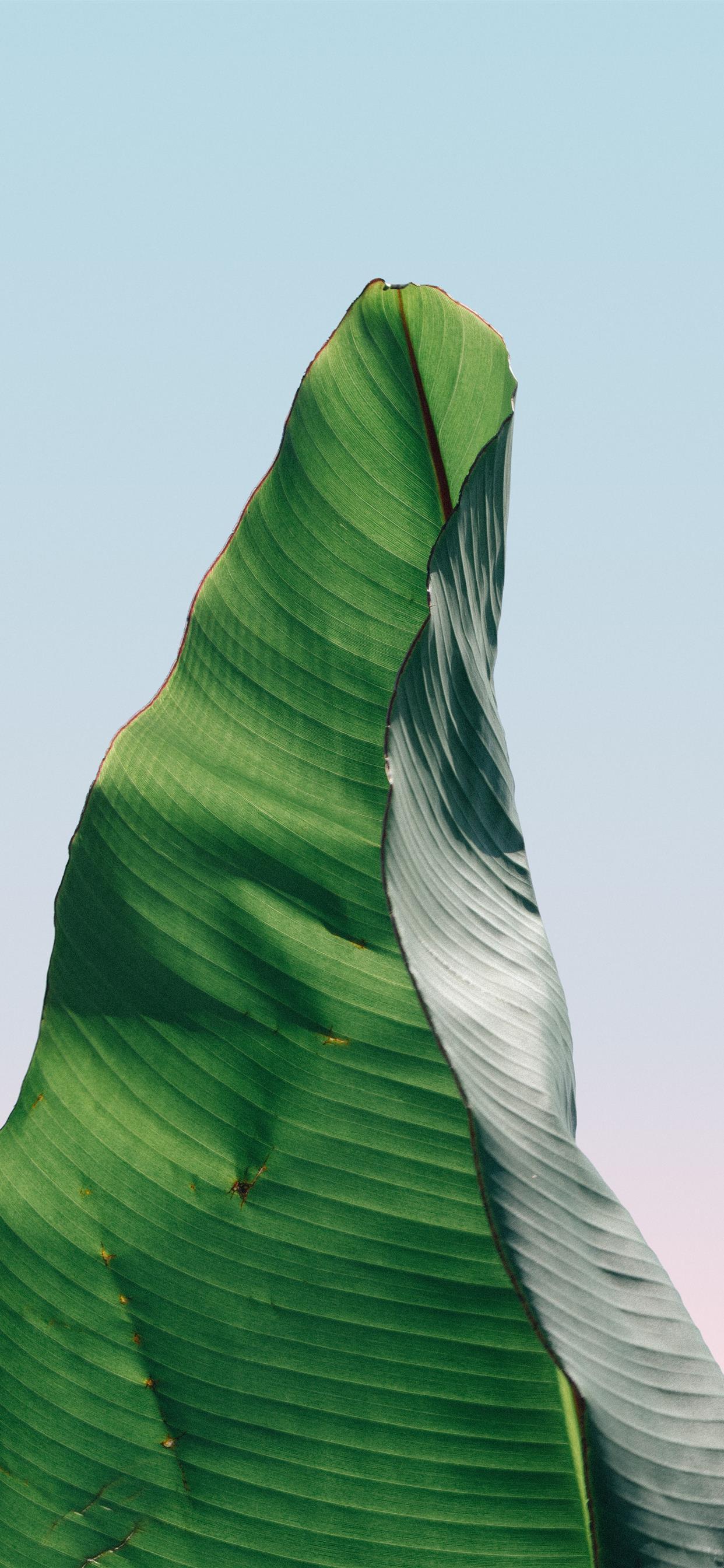 Single Leaf Wallpapers - Top Free Single Leaf Backgrounds - WallpaperAccess