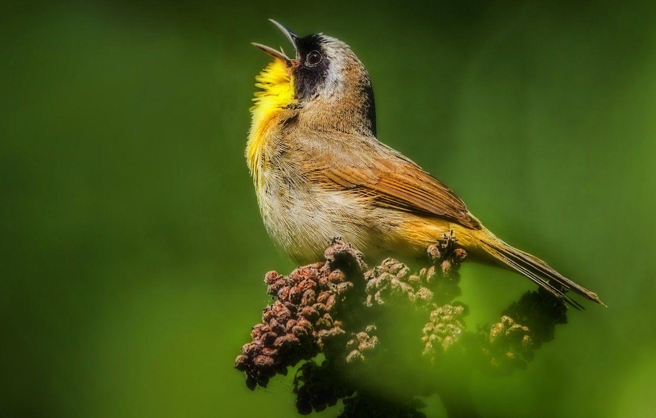 Masked Singer Wallpapers - Top Free Masked Singer Backgrounds ...