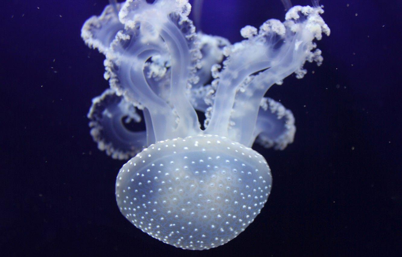 Meduza Wallpapers - Top Free Meduza Backgrounds - WallpaperAccess