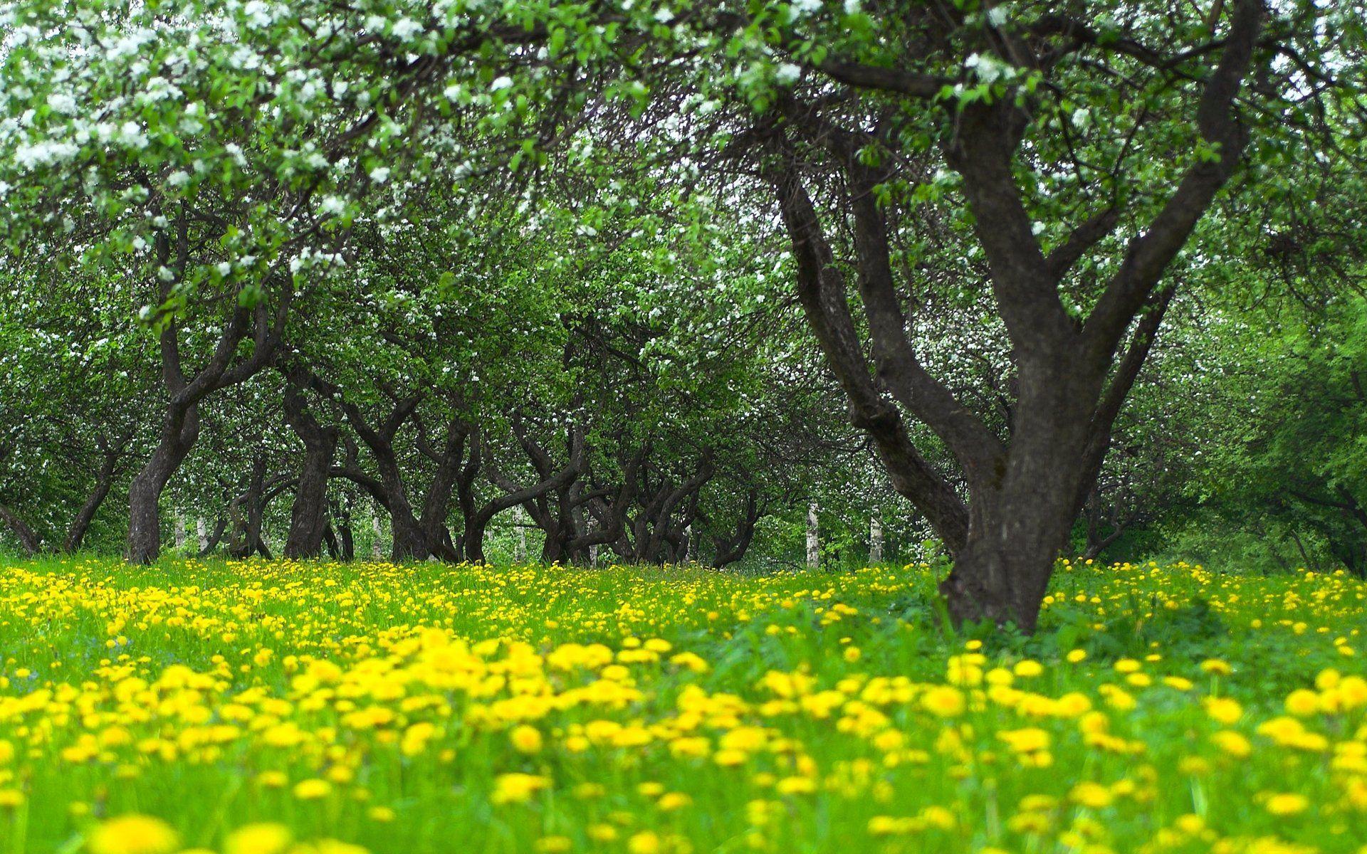 Natural Garden Wallpapers - Top Free Natural Garden Backgrounds ...