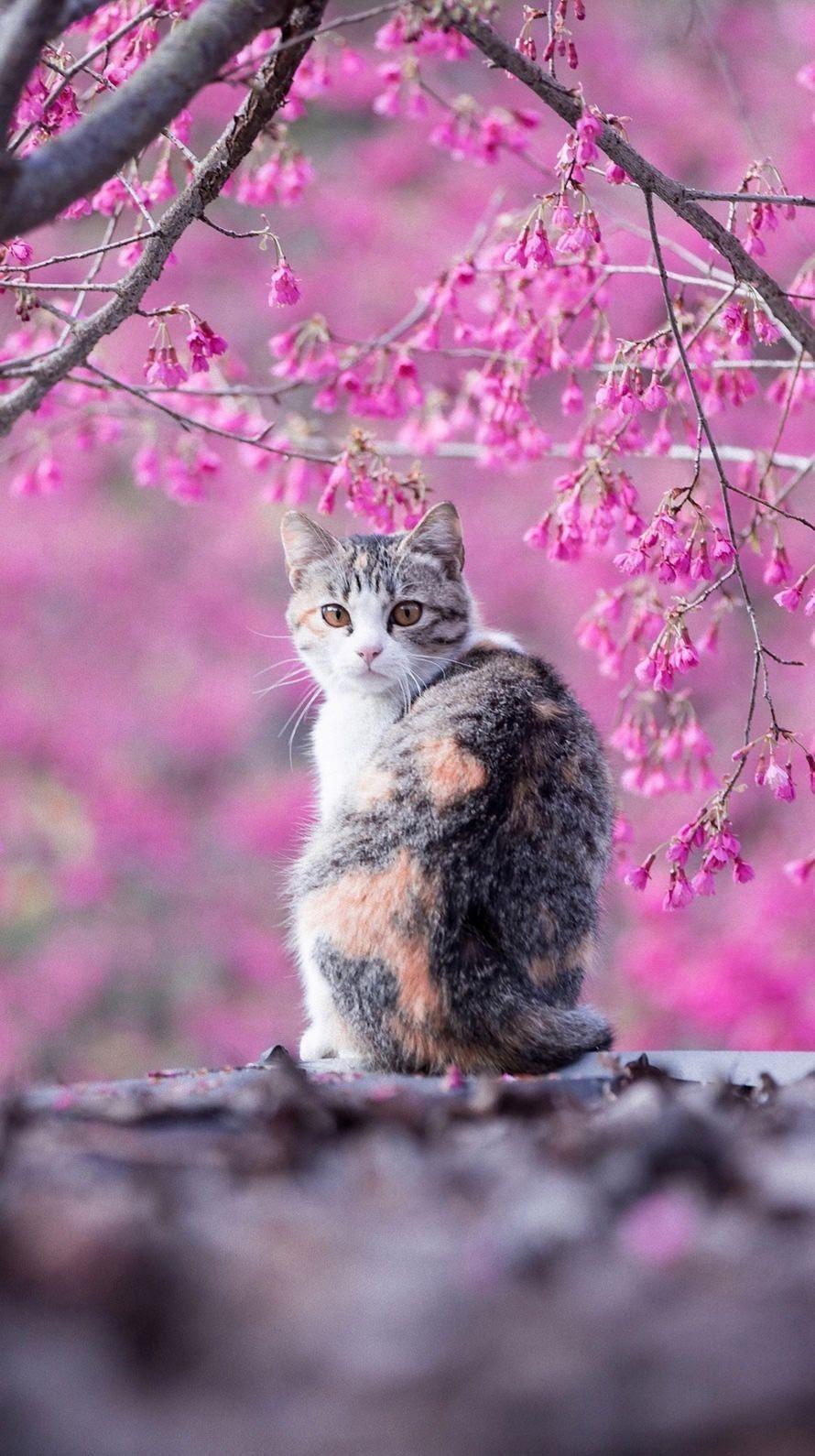 Pink Cat Wallpapers - Top Free Pink Cat Backgrounds - WallpaperAccess