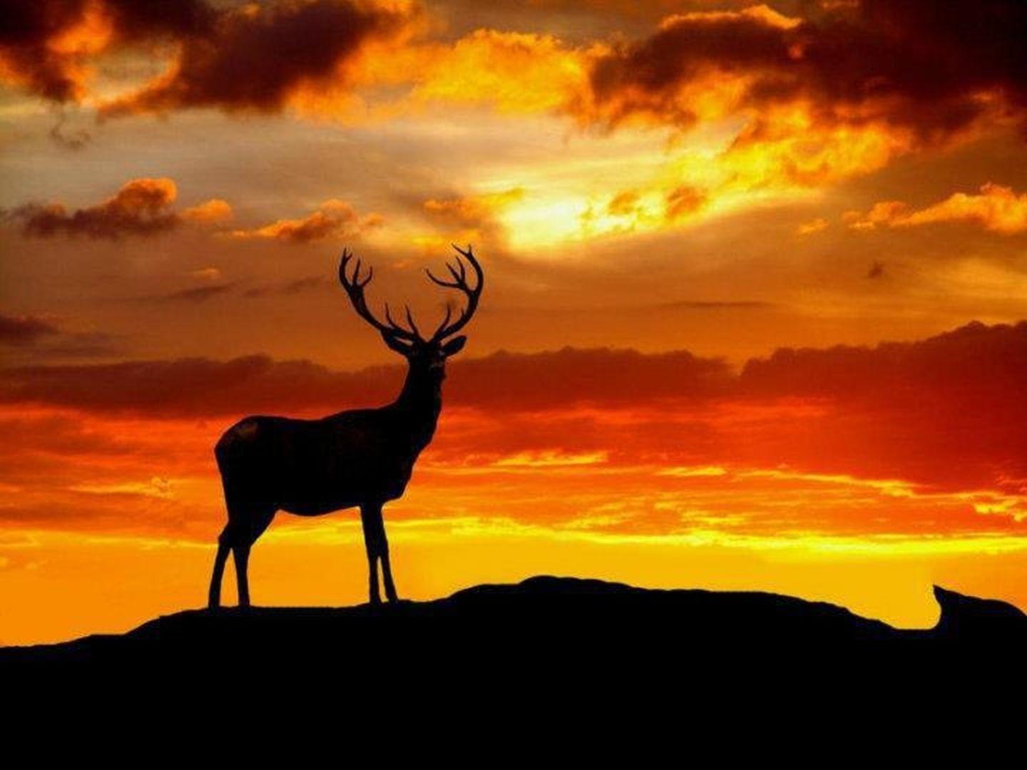Deer Art Wallpapers - Top Free Deer Art Backgrounds - WallpaperAccess