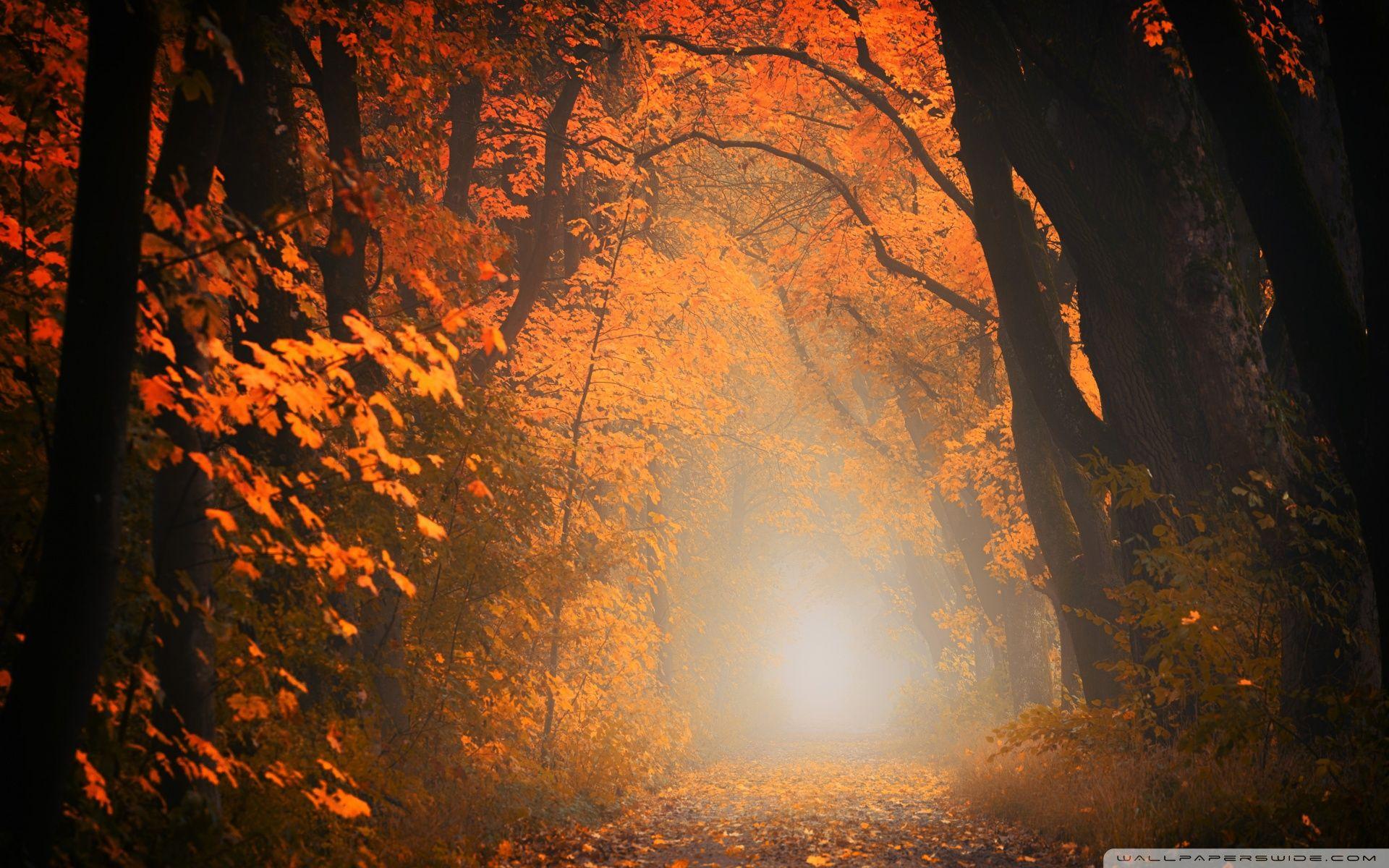 Tree Scenes Wallpapers - Top Free Tree Scenes Backgrounds - WallpaperAccess