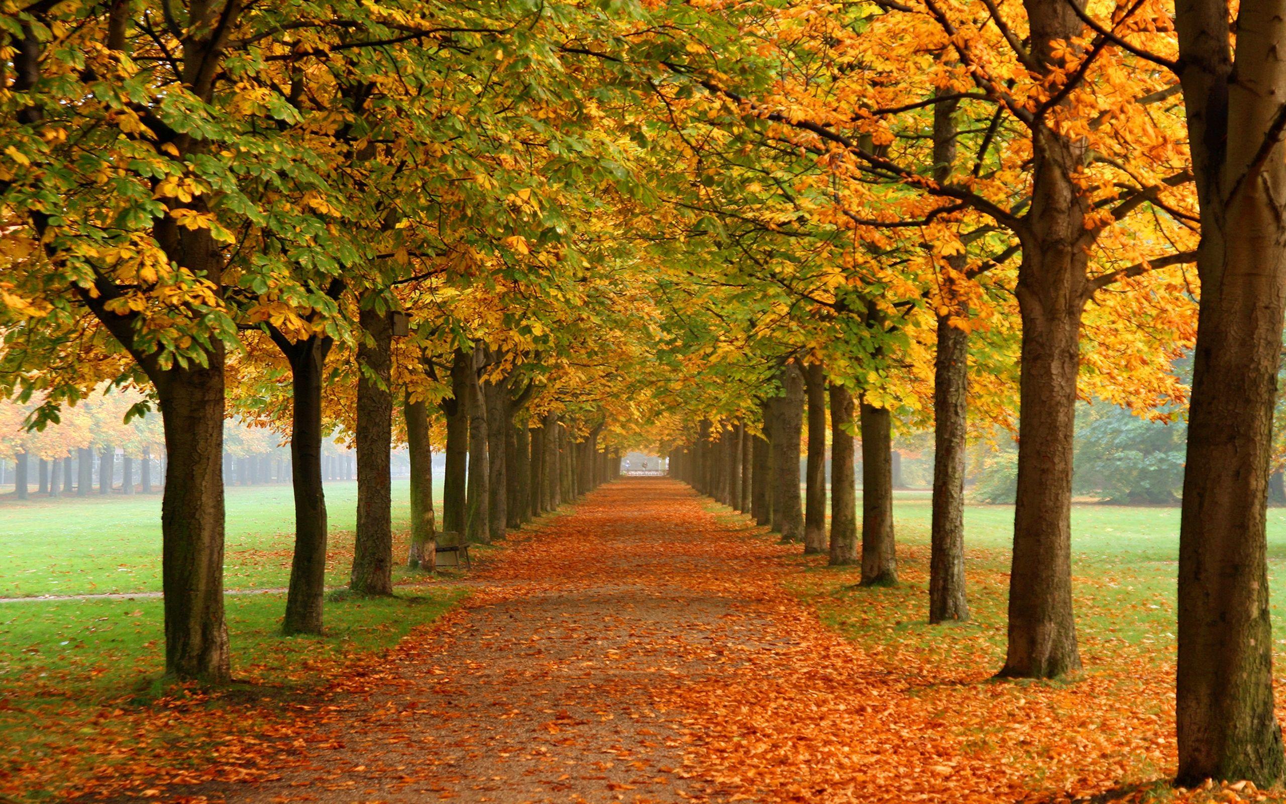 3D Leaves Wallpapers - Top Free 3D Leaves Backgrounds - WallpaperAccess