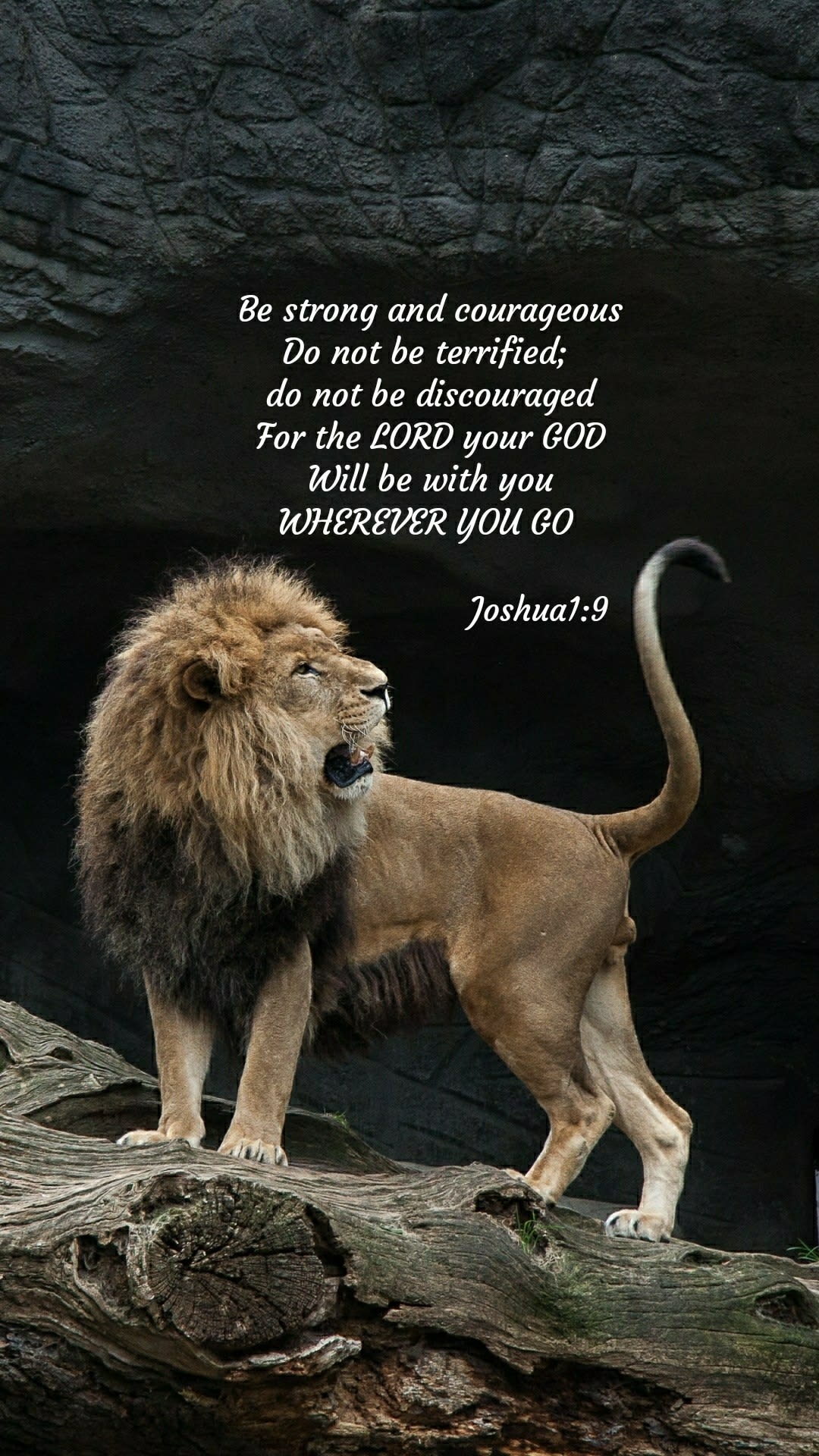 Motivation Lion Wallpapers - Top Free Motivation Lion Backgrounds ...