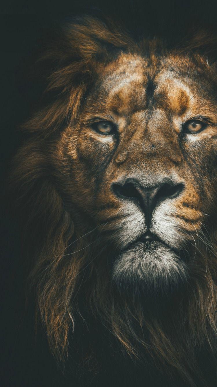 Jesus Lion Wallpapers - Top Free Jesus Lion Backgrounds - WallpaperAccess