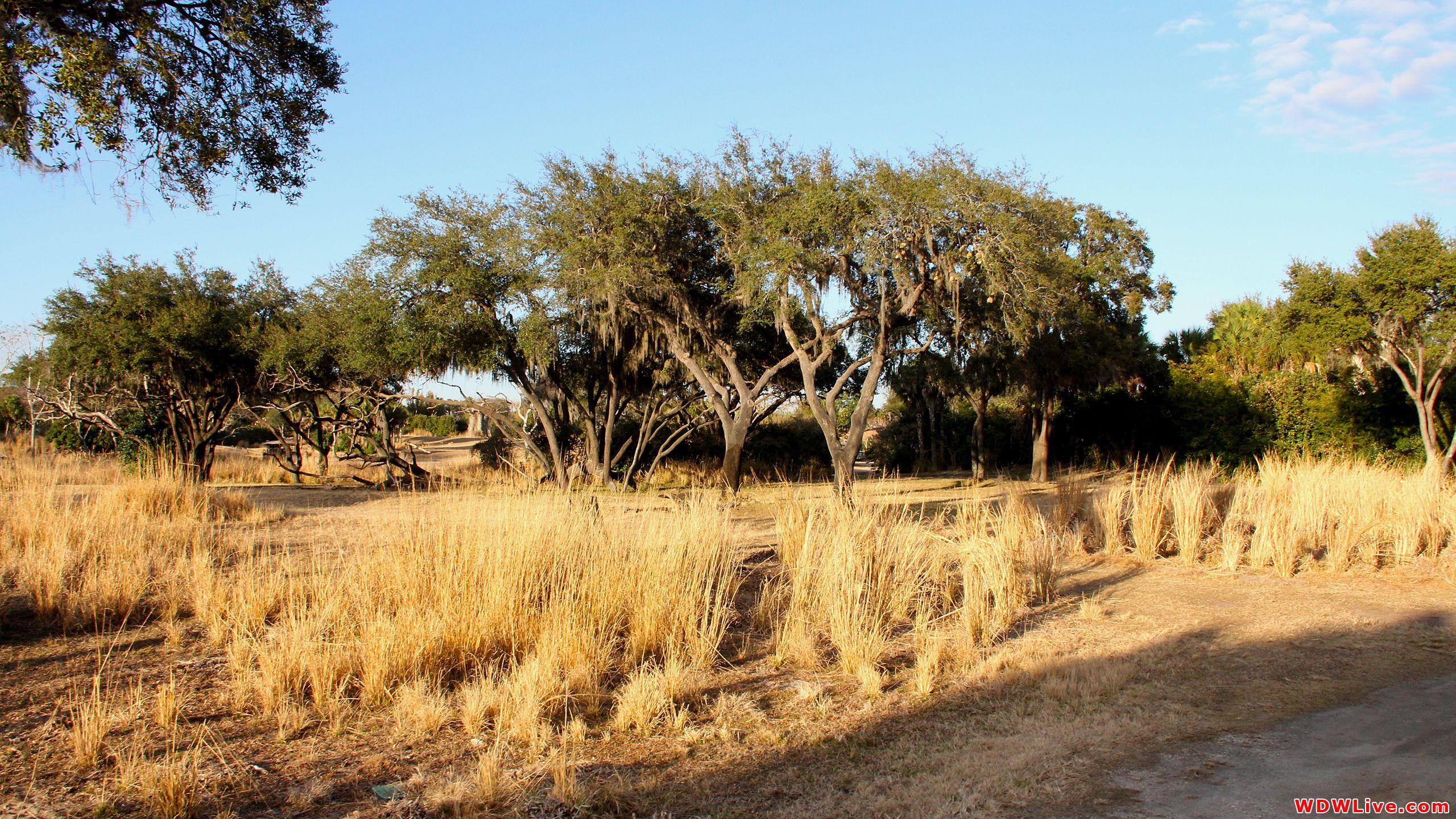 Savannah Wallpapers - Top Free Savannah Backgrounds - WallpaperAccess