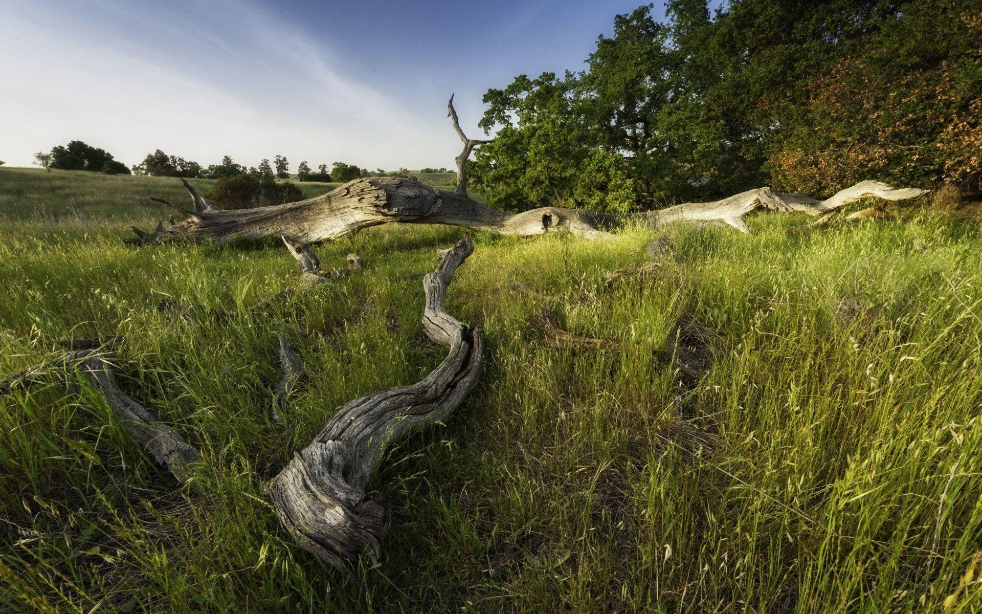 Savannah Wallpapers - Top Free Savannah Backgrounds - WallpaperAccess