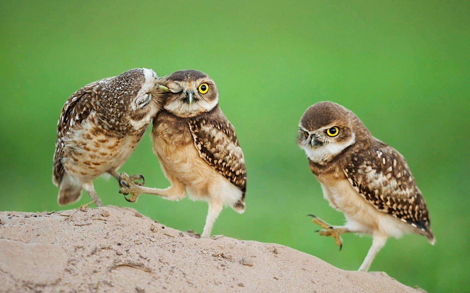 Baby Birds Wallpapers - Top Free Baby Birds Backgrounds - WallpaperAccess