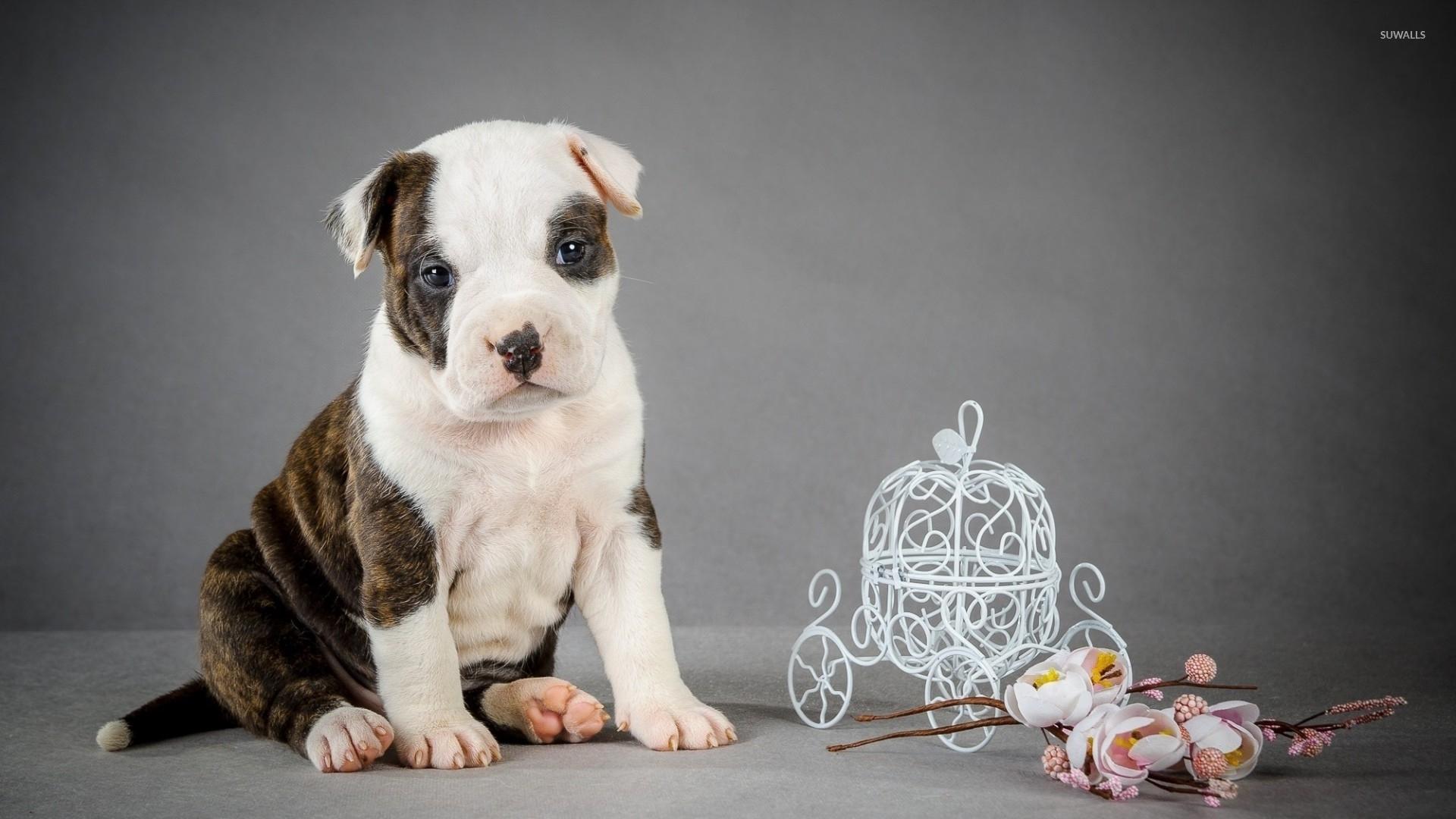Pitbull Desktop Wallpapers - Top Free Pitbull Desktop Backgrounds ...