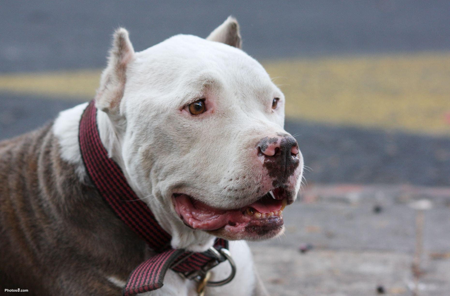 Pitbull Desktop Wallpapers - Top Free Pitbull Desktop Backgrounds ...