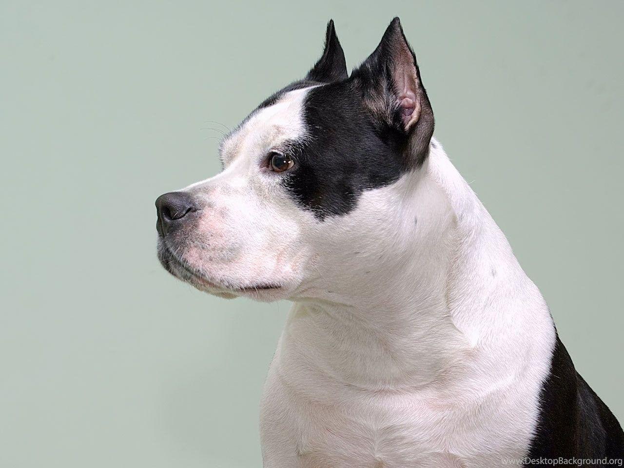 Pitbull Desktop Wallpapers - Top Free Pitbull Desktop Backgrounds ...