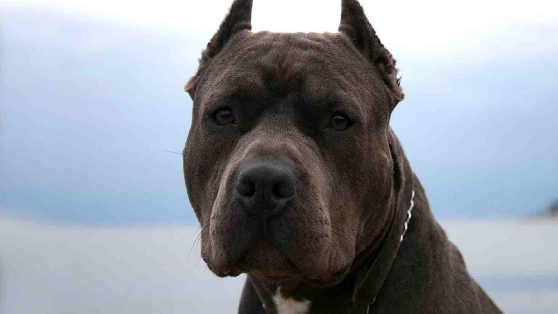 Pitbull Desktop Wallpapers - Top Free Pitbull Desktop Backgrounds ...