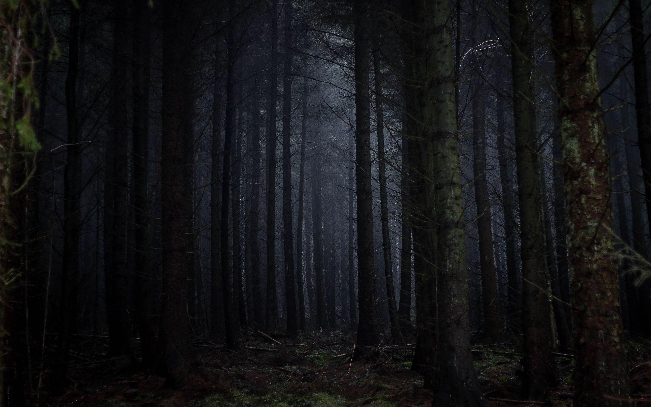 Dark Trees HD Wallpapers - Top Free Dark Trees HD Backgrounds ...