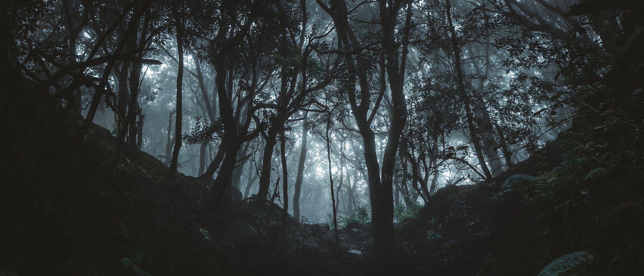 Dark Trees HD Wallpapers - Top Free Dark Trees HD Backgrounds ...