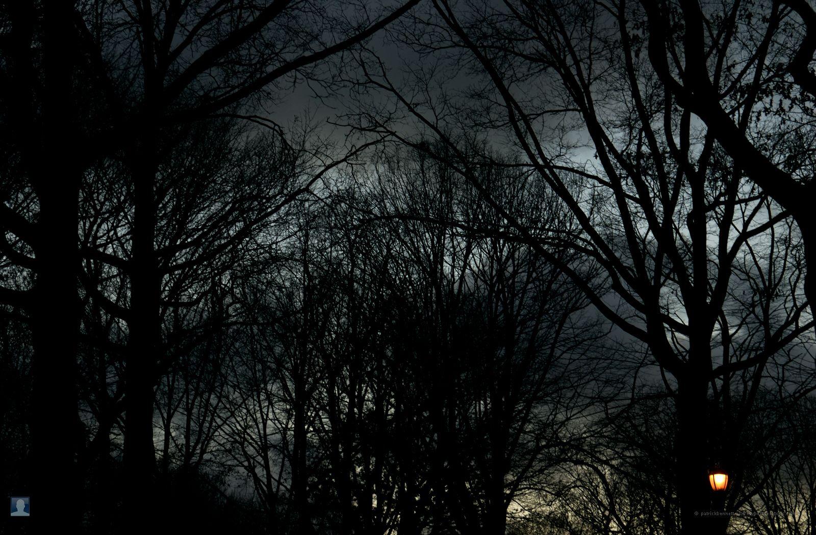 Dark Trees HD Wallpapers - Top Free Dark Trees HD Backgrounds ...