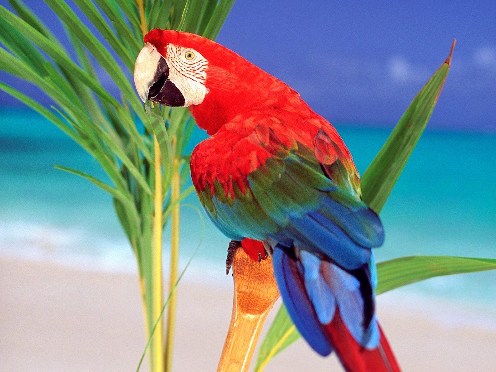3D Parrot Wallpapers - Top Free 3D Parrot Backgrounds - WallpaperAccess