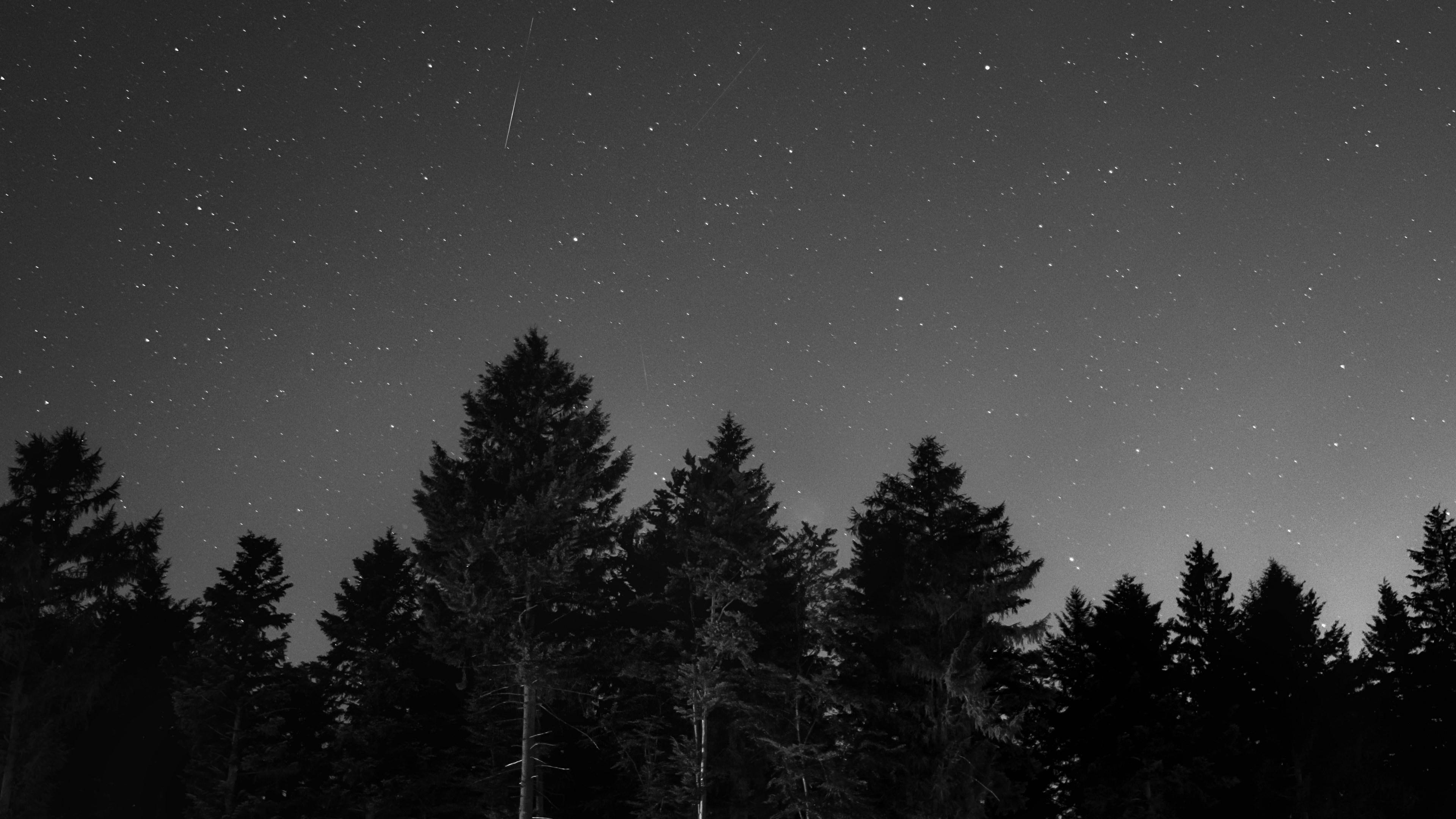 Dark Trees HD Wallpapers - Top Free Dark Trees HD Backgrounds ...