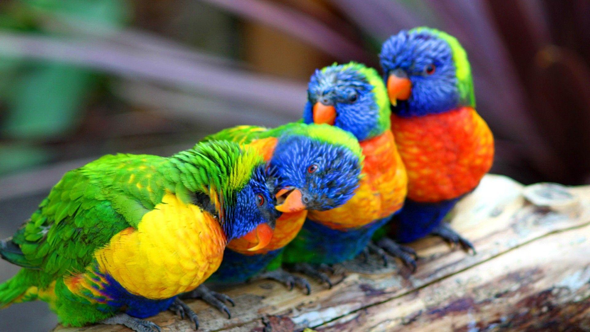Cute Parrot Wallpapers - Top Free Cute Parrot Backgrounds - WallpaperAccess