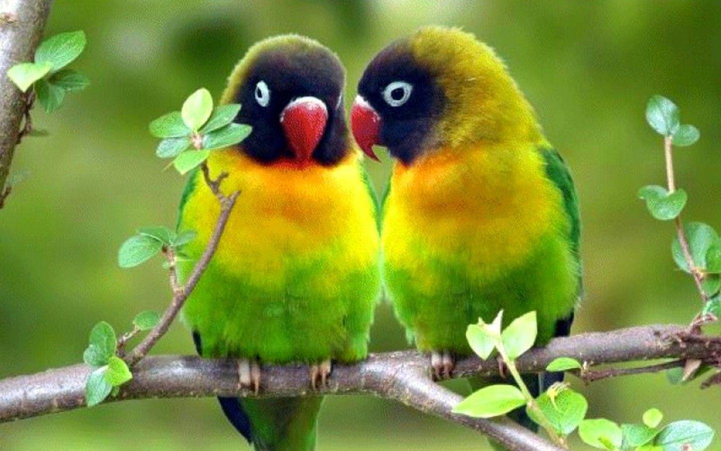 3D Parrot Wallpapers - Top Free 3D Parrot Backgrounds - WallpaperAccess